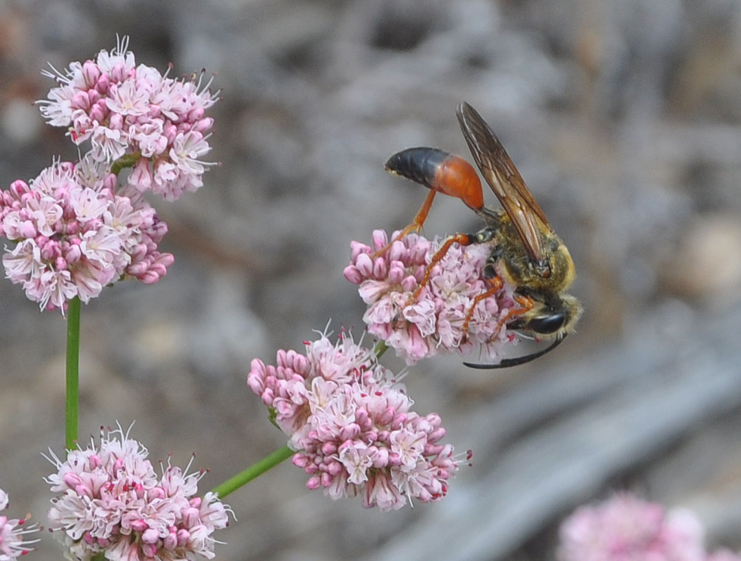 Mother Nature's Backyard - A Water-wise Garden: Thread-waisted Wasps ...