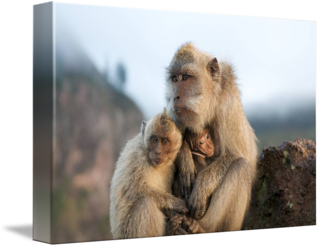 GEOGRAFI LINGKUNGAN: MAKAKA RHESUS : MONYET EKOR PANJANG DENGAN ...