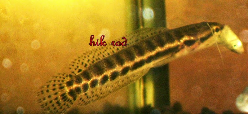 Mahamaya Hiko: Channa Bankanensis "Bangka snakehead" Profil dan cara ...