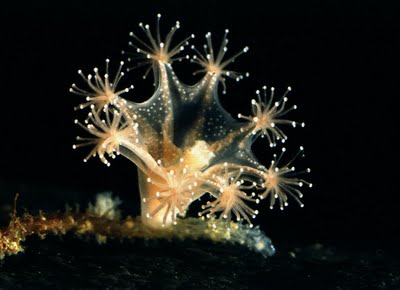 COELENTERATA / CNIDARIA - Indah Pratiwi