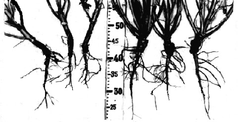 Lupins: NITROGEN FIXATION