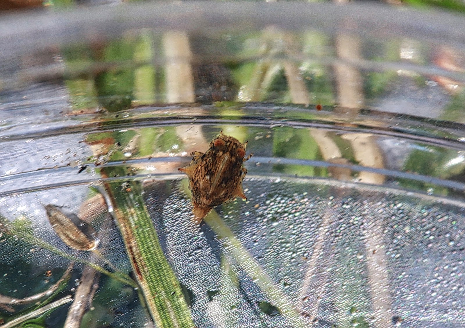 Aquatic Insects of Central Virginia: Something new! An "armored mayfly ...