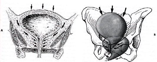 Physiology of female urinary bladder, urethra and pelvic floor