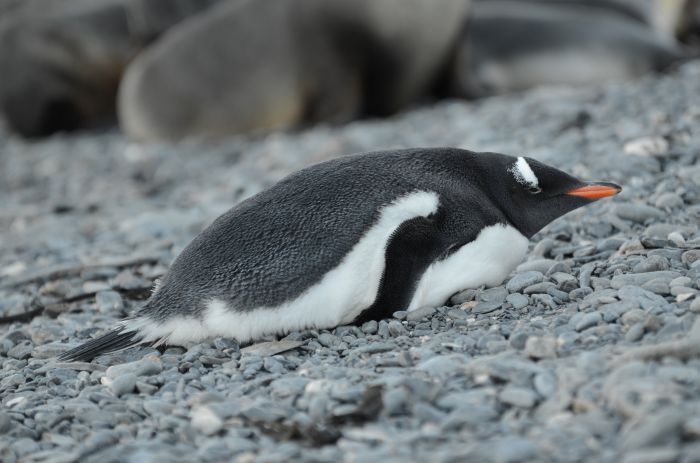 Do Penguins lie down to sleep? - Reviews Mobile Phones