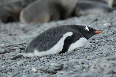 Do Penguins lie down to sleep? - Reviews Mobile Phones