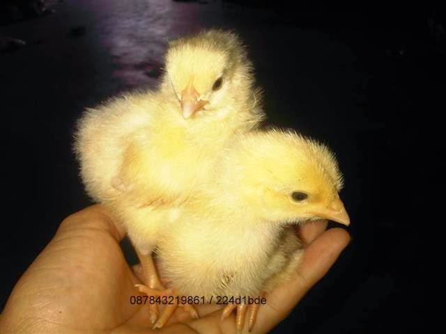 DOC Pejantan Cp 707 Lohman | DOC BROILER