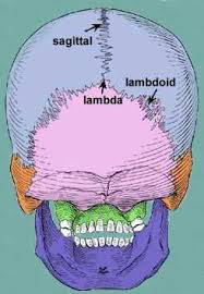 Asymmetry of the Modern Human Endocranium: Placing the fixed landmarks ...