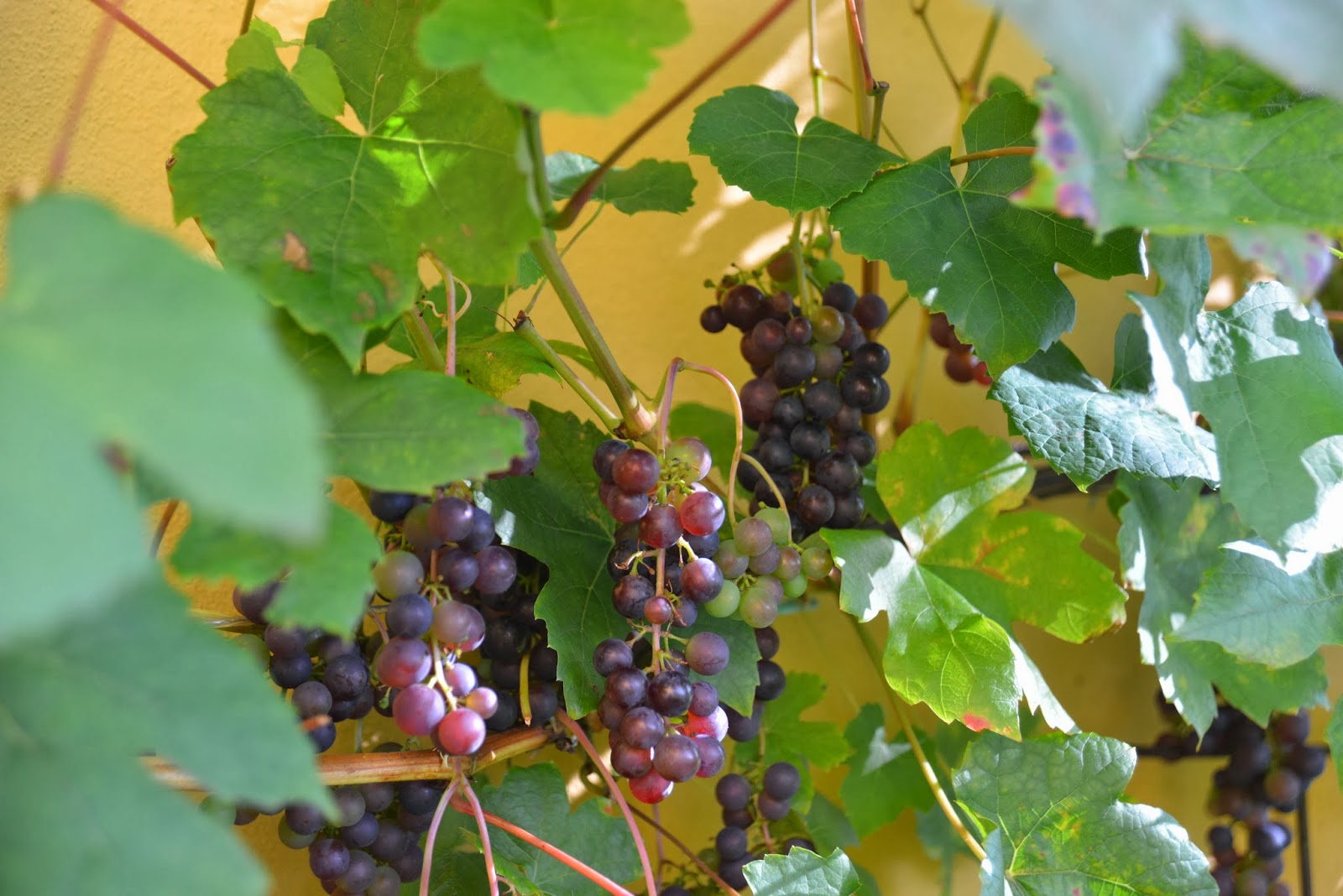 Mit grønne univers: Vindruer