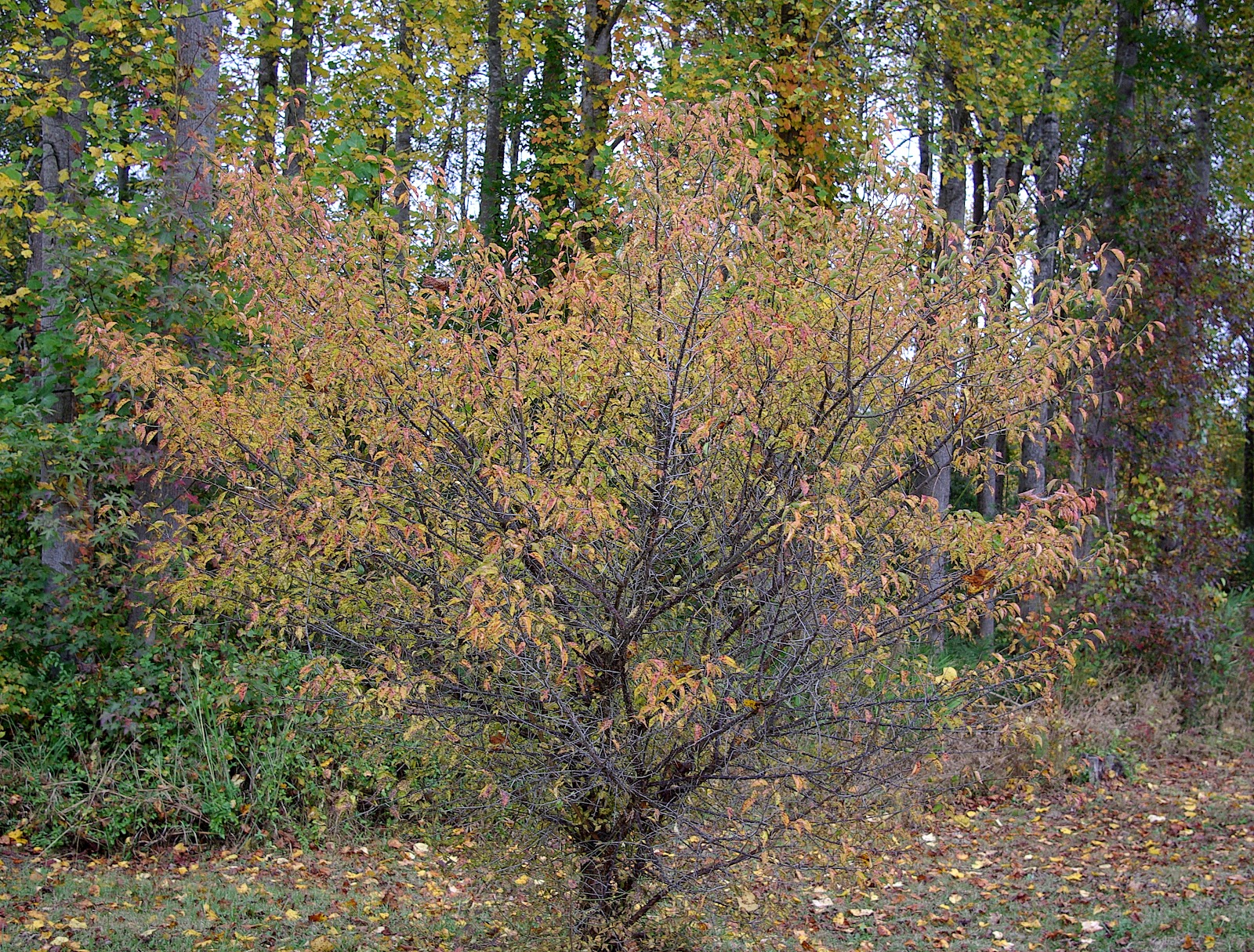 sweetbay: Fall Colors