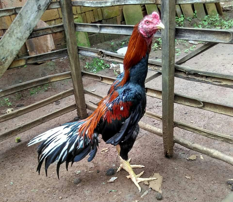 Cara Membesarkan Dan Memadatkan Tubuh Ayam Bangkok