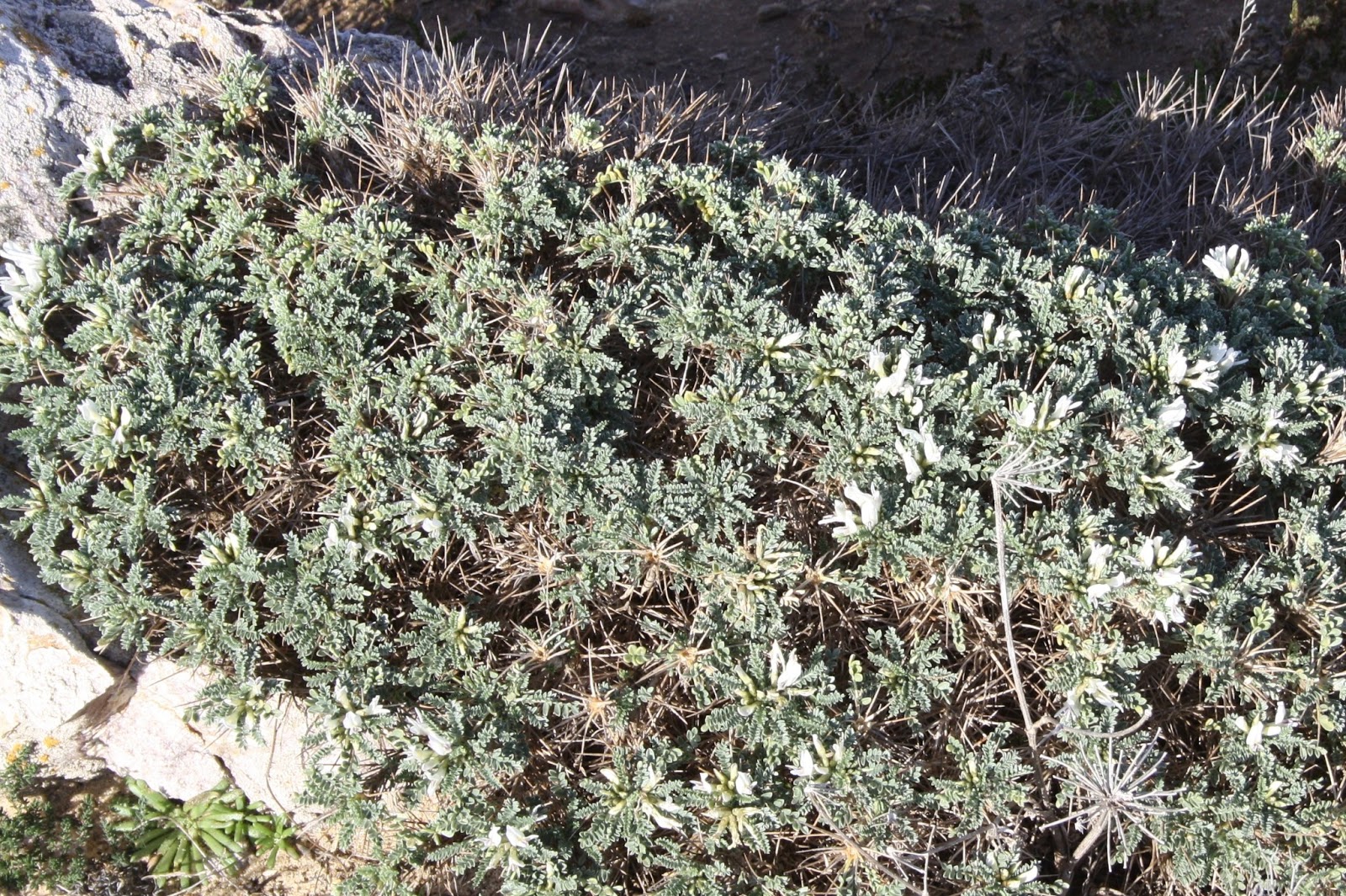 Plantas: Beleza e Diversidade: Alquitira-do-Algarve( Astragalus ...