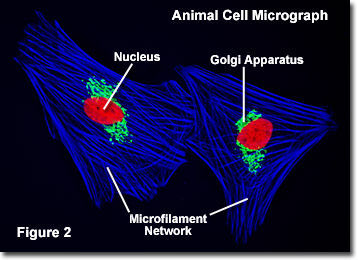 knowladge: biology microbody