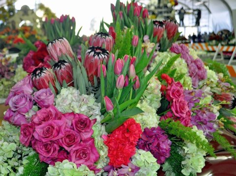 ksherajat: Photo - kamal ka phool