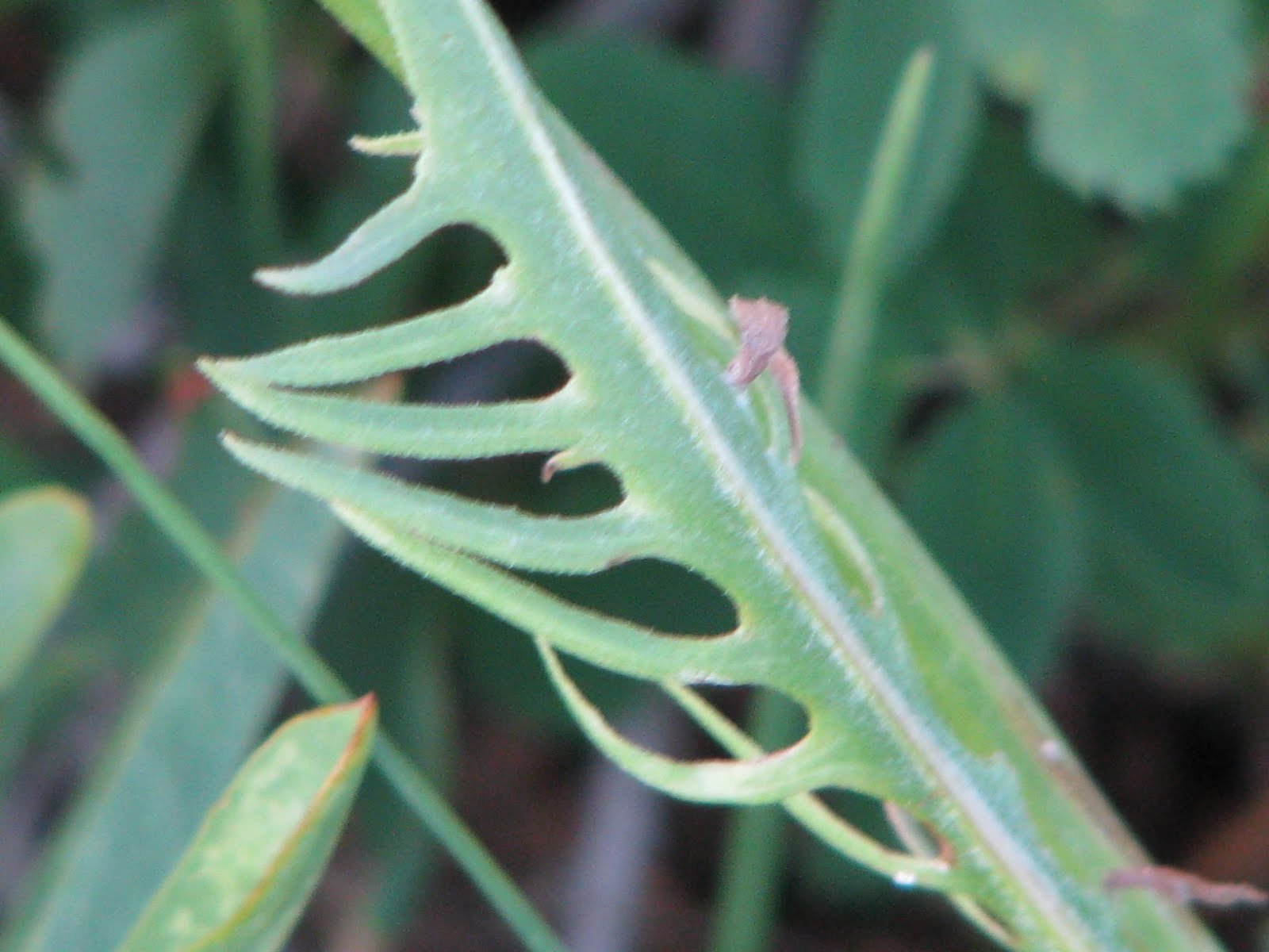 gjhikes.com: Yellow Flowers