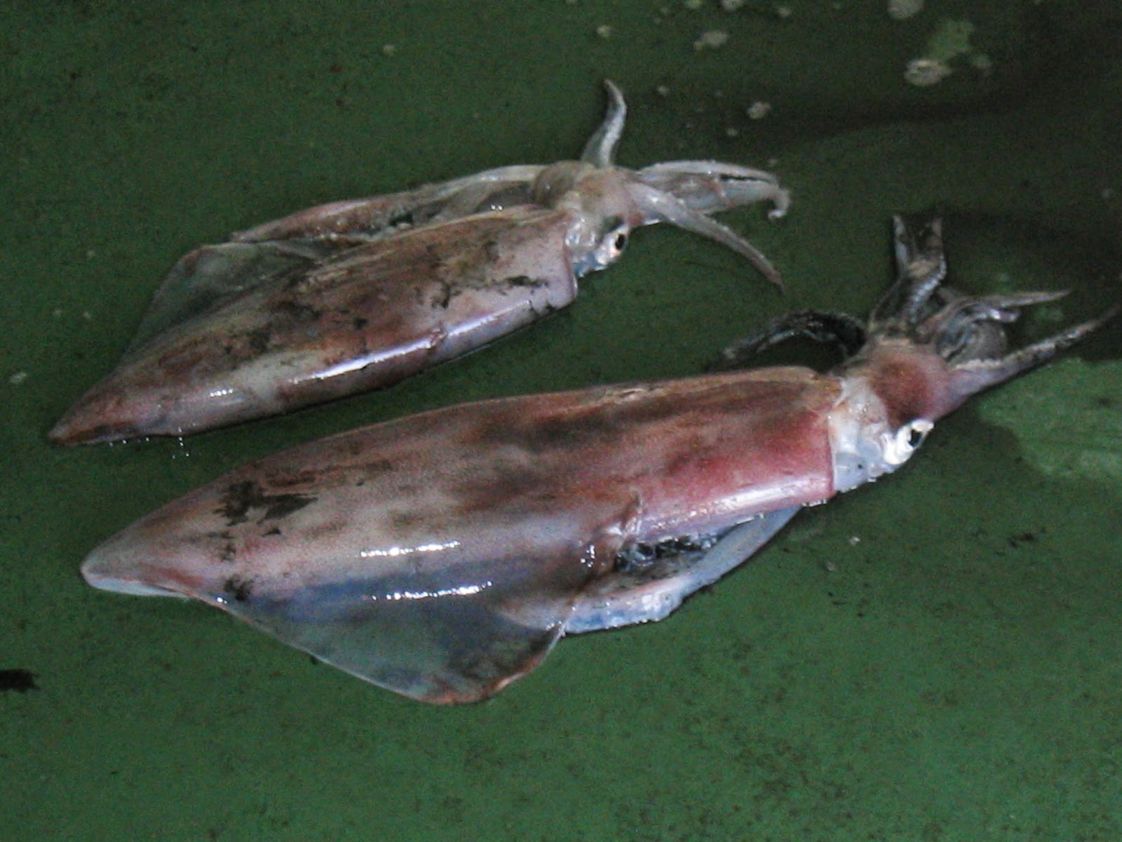 El rincón de Mundín: LOS CEFALÓPODOS: EL CALAMAR, LA JIBIA Y EL PULPO