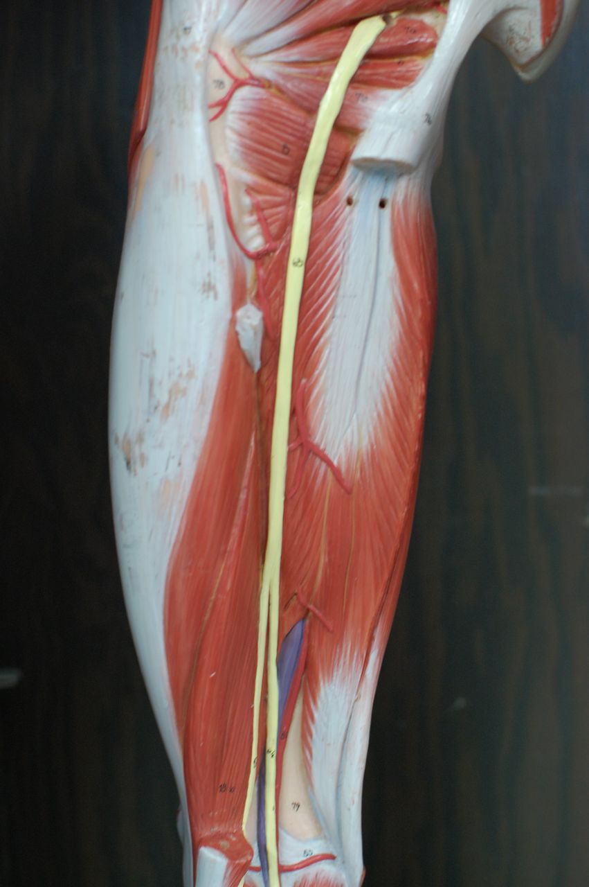 Human Anatomy Lab: Muscles of the Leg