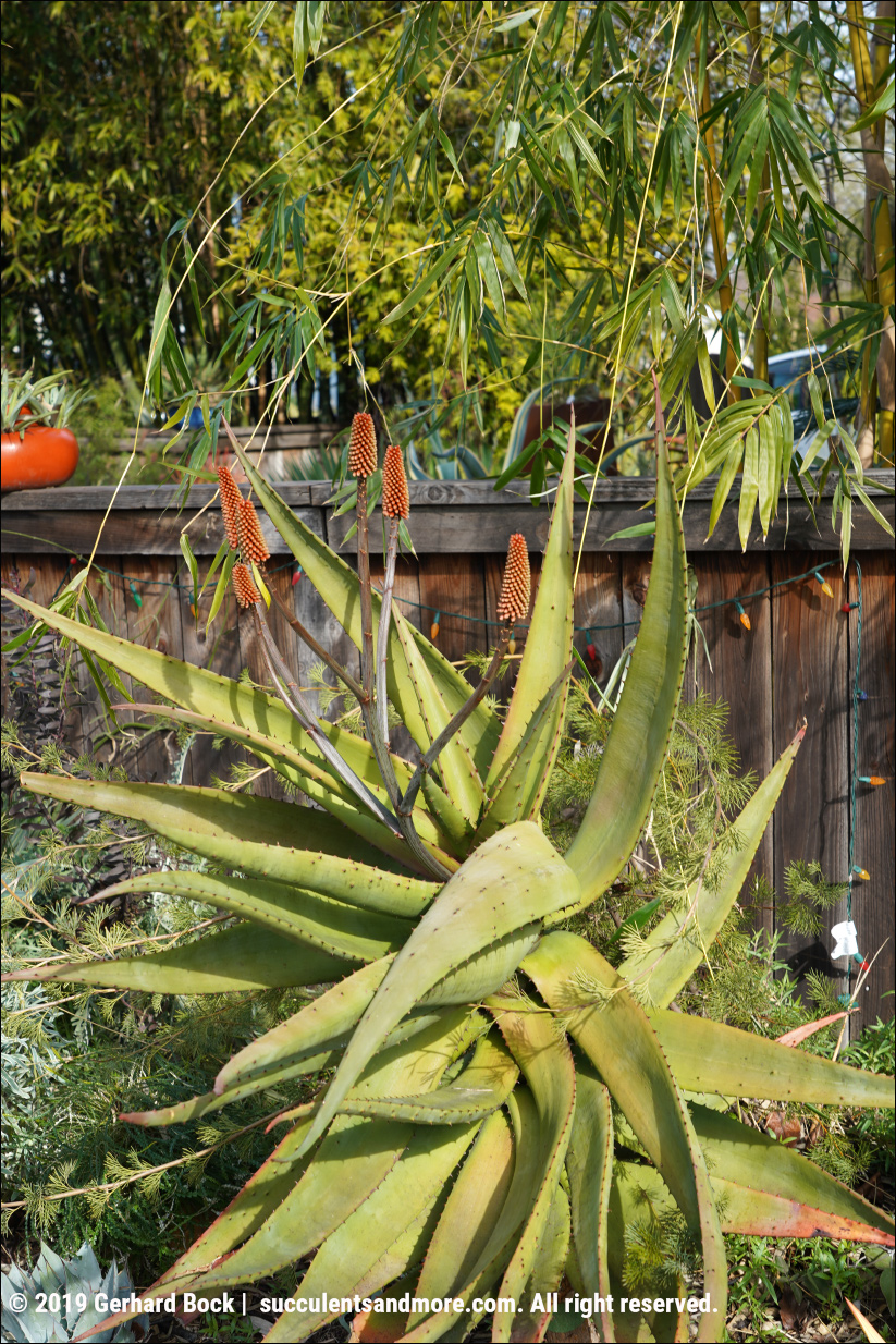 ...which of these aloes is the prettiest of all?
