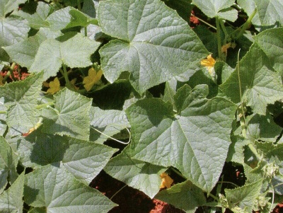 Kako Liječiti: Krastavac