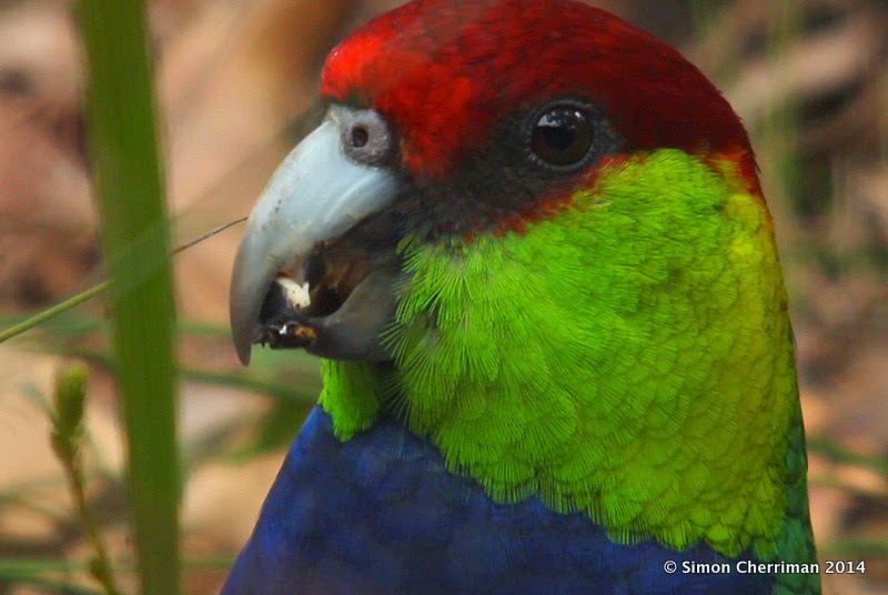 iNSiGHT News: Re-cycler Red-cap