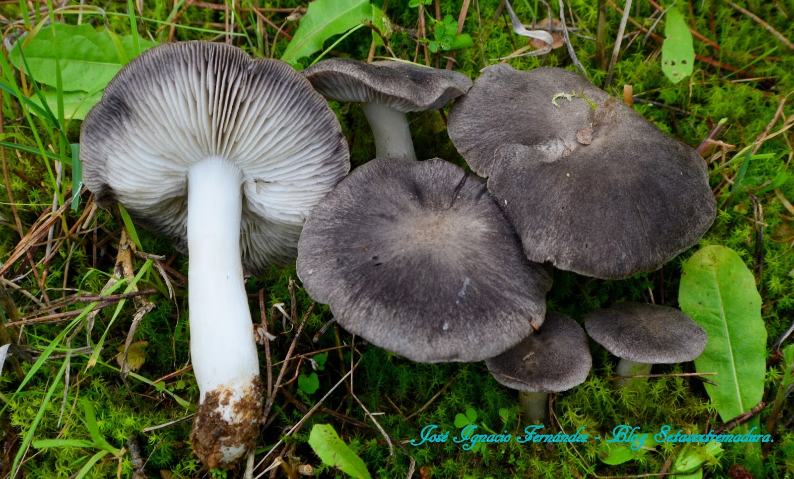 Setas Extremadura : Tricholoma Terreum