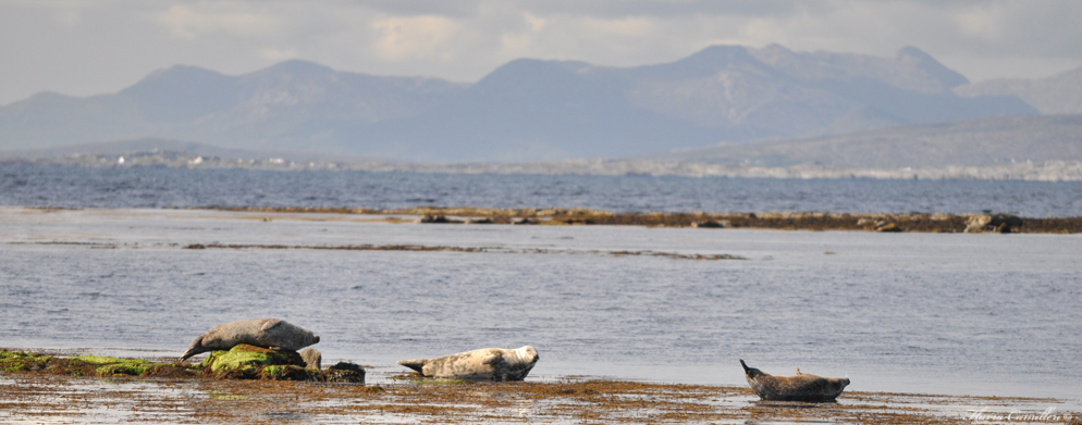 My trip to Ireland: Inis Mór: its Seal Colony and my new 200 mm which ...
