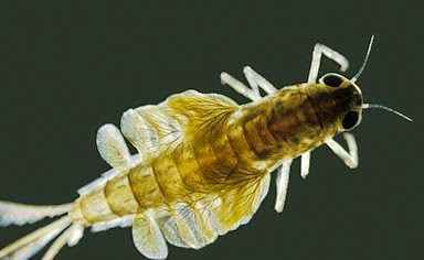 Insetos: E os insetos aquáticos?