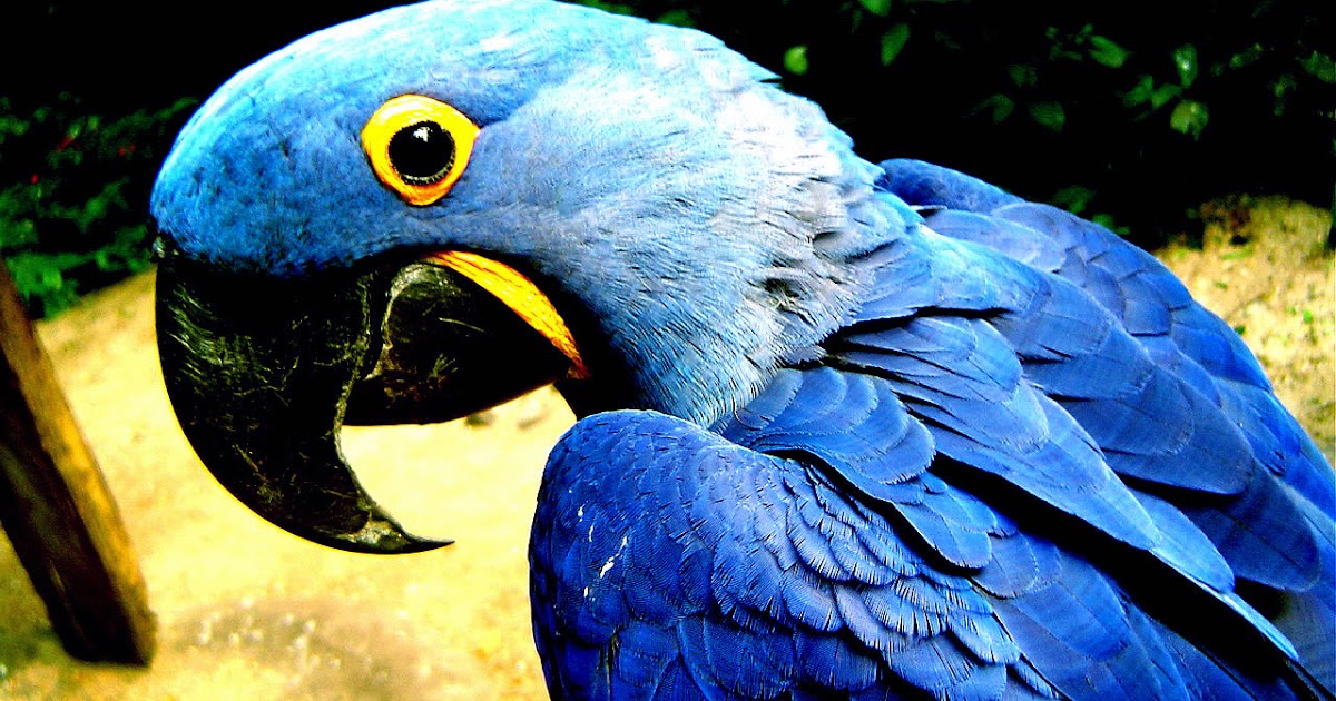 Brasil - Destino tropical: Fauna do Brasil