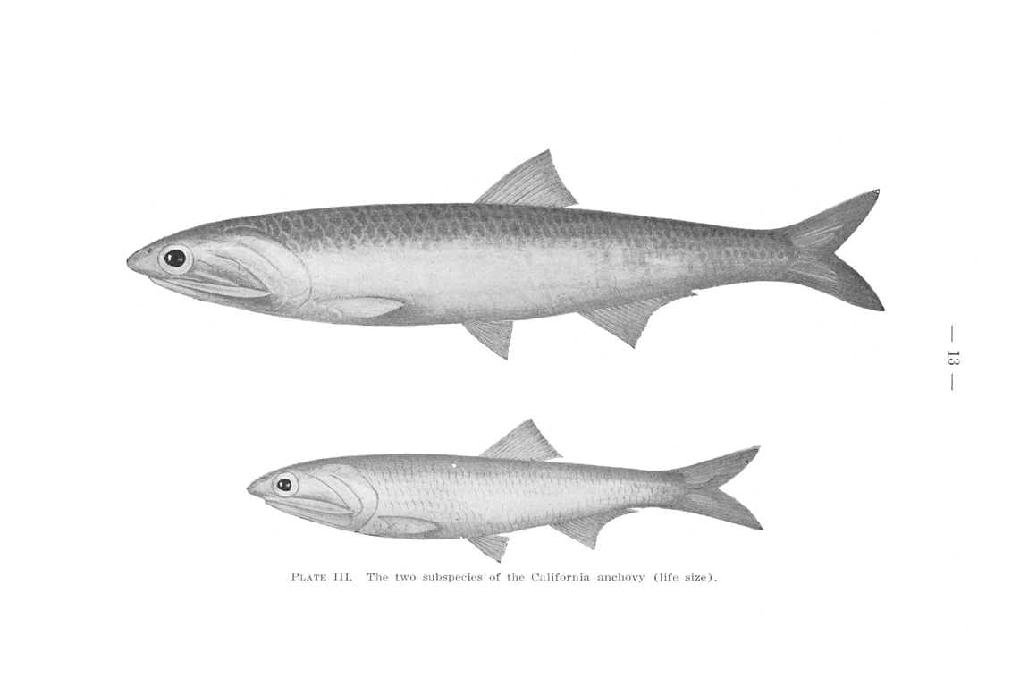 Anchovy Sea Creature - Natural Beauty