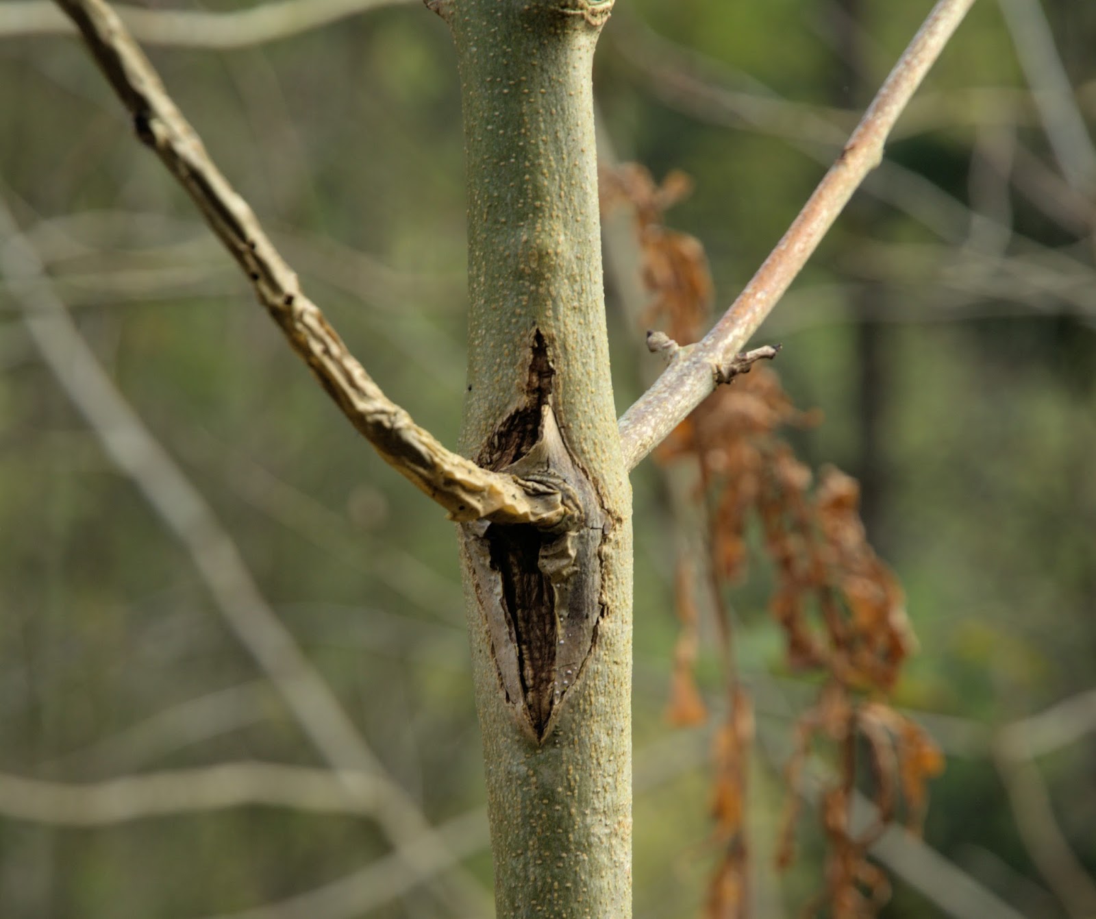 East Glamorgan Wildlife: Just over the Border: Chalara Ash Dieback