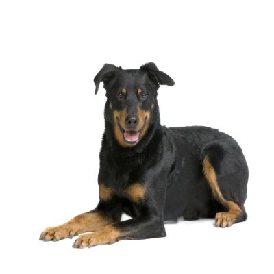Beauceron Dog Herding Pictures | Herding Dog Breeds Pictures and ...