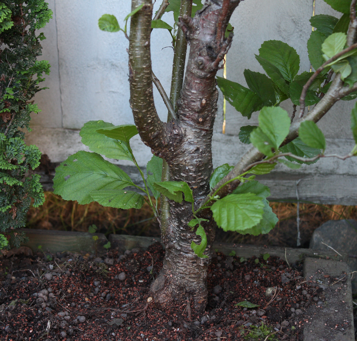 Janin bonsait: Sakari