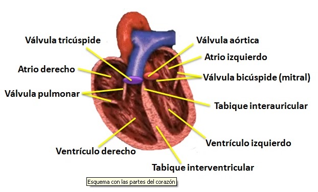 valoracion integral clinica : ANATOMIA Y FISIOLOGIA DEL CORAZON
