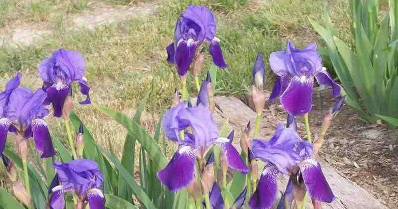 Trees Planet: Iris germanica - German Iris - Bearded Iris