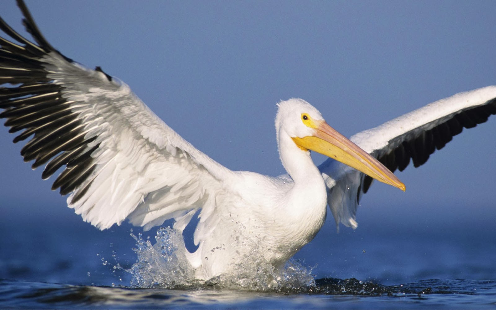 American White Pelican Wallpapers