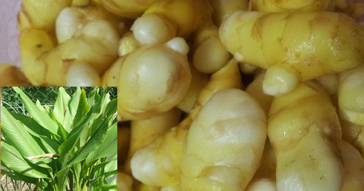 Kenali Tumbuhan Herba: Temu Pauh @ Kunyit Putih, Sedap Dibuat Ulam ...