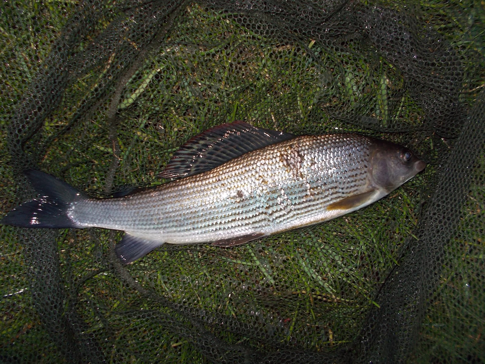 four seasons angling club: A Grayling from River Dove.