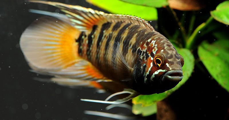 Mania de Aquário: Acará Zebra (Ivanacara adoketa)
