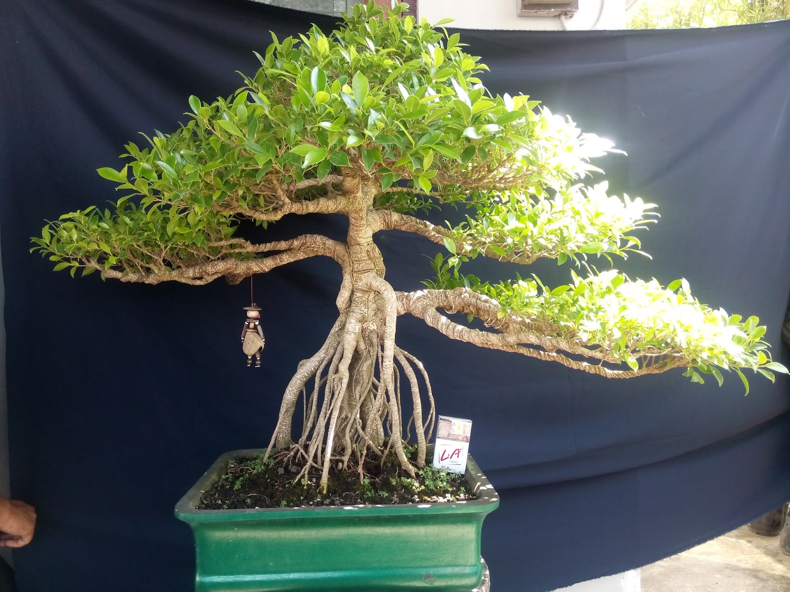 TANAMAN BONSAI BANJARMASIN: TANAMAN BONSAI BRINGIN KIMENG