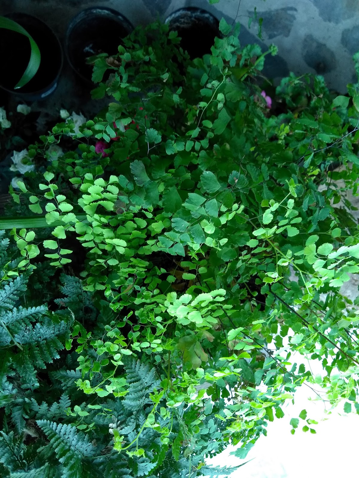 Terra e Sementes: Fetos