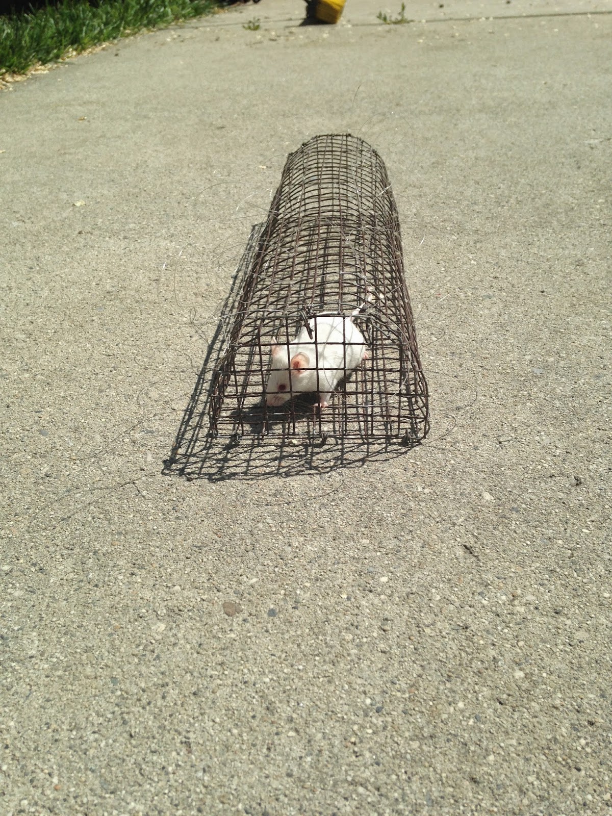 Falconry: How to trap an American kestrel