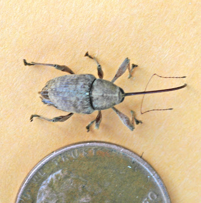 Northern Pecans: Pecan weevils emerge right on schedule