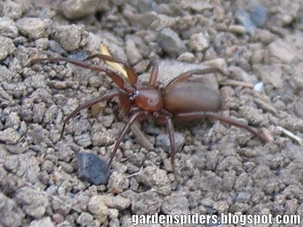Spiders in the Garden: Red Sow Bug Killer Spider