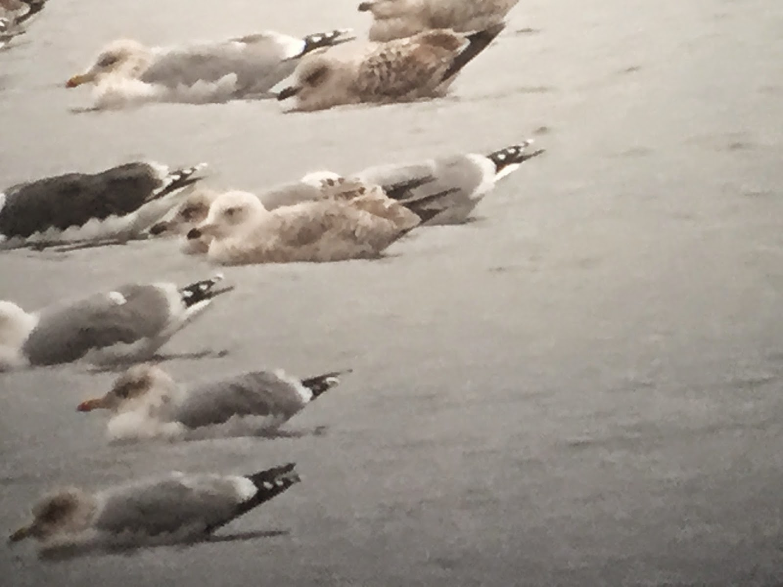 Barnsley Bird Sightings: Wintersett Gull Roost - An interesting Gull