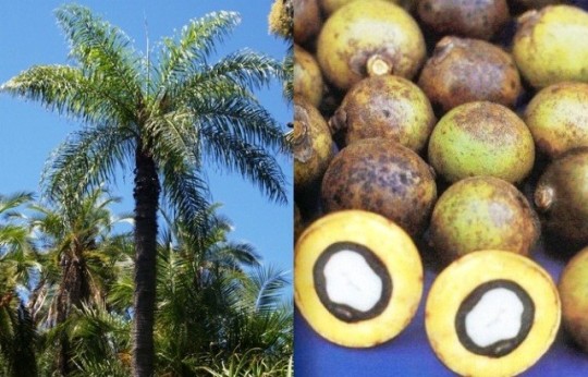 Acrocomia totai «coco» - Id Plantae