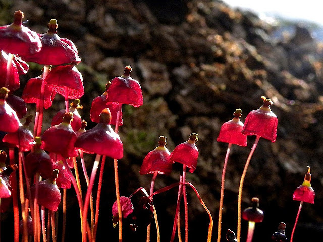 Всё о бегониях и не только...: Сплахнум красный / Сплахн красный ...