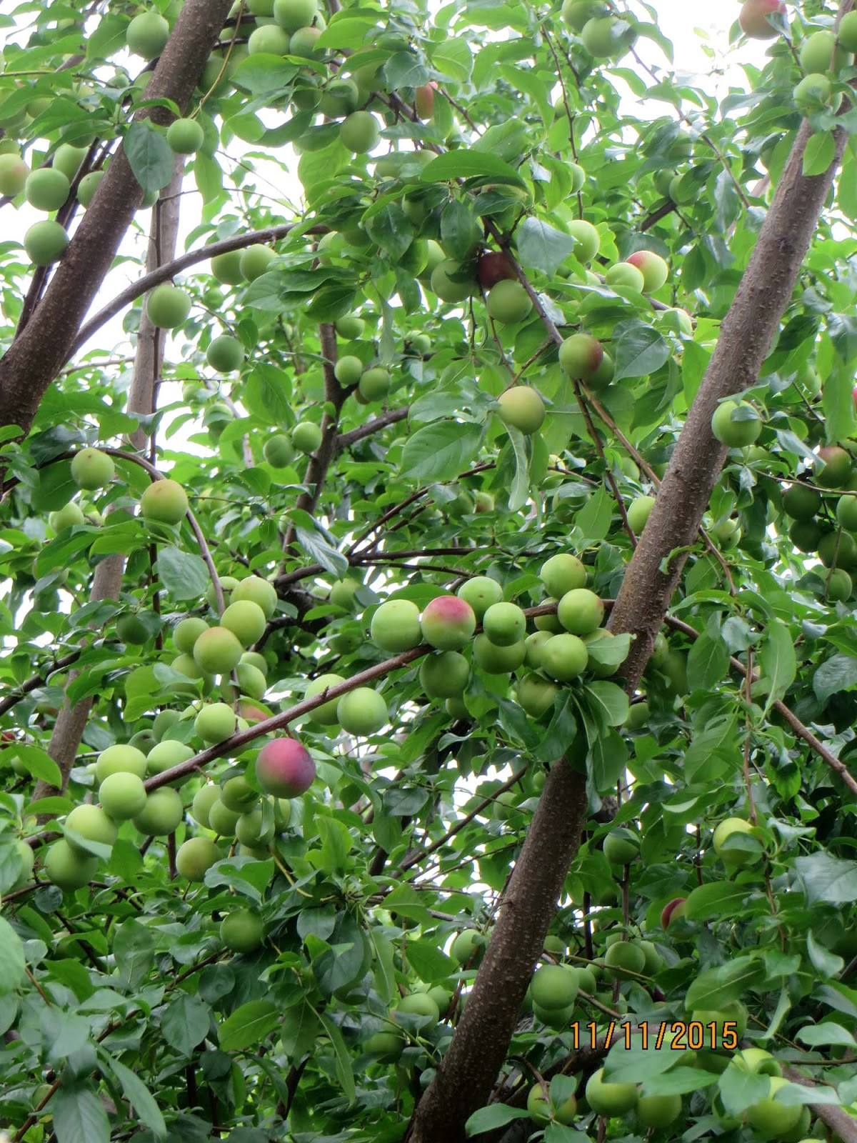NGÀY MỚI: Cây ăn trái và con ruồi trái cây