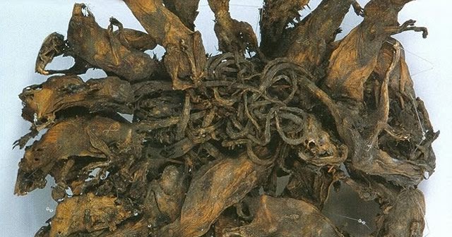 El Blog de Mórdel: El Rey de las Ratas: un fenómeno curioso y raro.