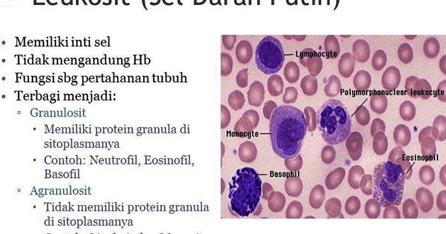 Sel Darah Putih (Leukosit) Beserta Fungsinya - Biologisites Sel Darah Putih (Leukosit) Beserta Fungsinya - Biologisites