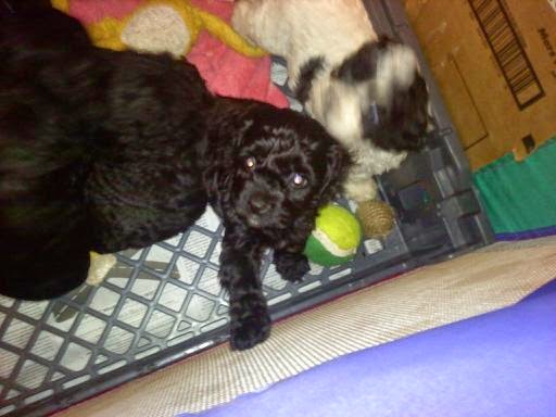 Scarlett the cockapoo's first pregnancy