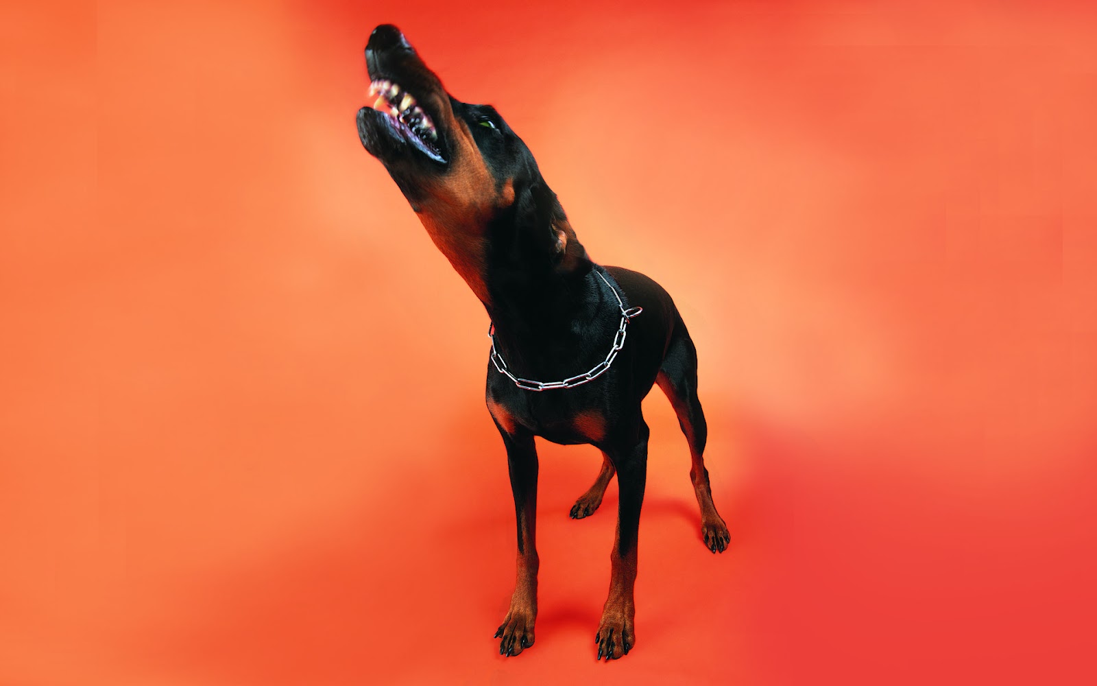 Doberman Pinscher Growling